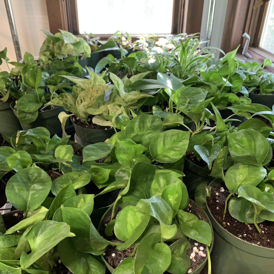 Drakes Flower Patch – Townify.ai